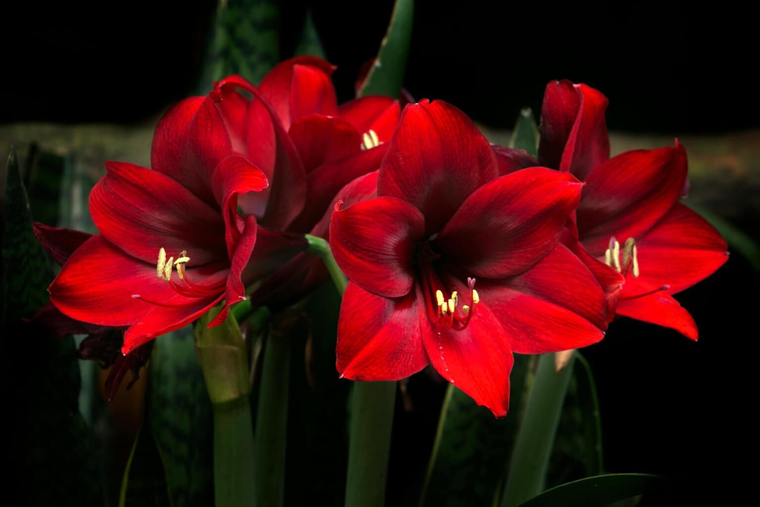 Richtig gepflegt: So blüht die Amaryllis jedes Jahr I MYHOME.AT